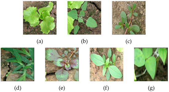 Automatic Lettuce Weed Detection and Classification Based on Optimized Convolutional Neural ...