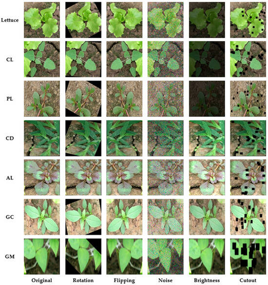 Automatic Lettuce Weed Detection and Classification Based on Optimized Convolutional Neural ...