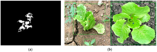 Automatic Lettuce Weed Detection and Classification Based on Optimized Convolutional Neural ...
