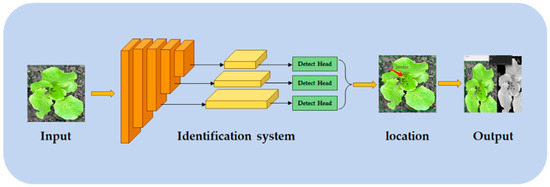 Automatic Lettuce Weed Detection and Classification Based on Optimized ...
