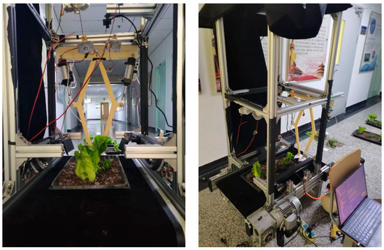 Automatic Lettuce Weed Detection and Classification Based on Optimized ...