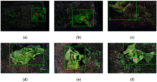Automatic Lettuce Weed Detection and Classification Based on Optimized Convolutional Neural ...