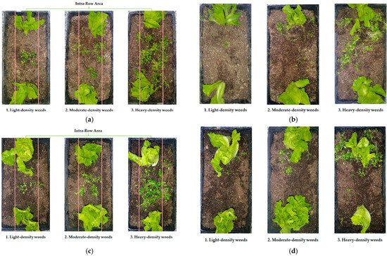 Automatic Lettuce Weed Detection and Classification Based on Optimized ...