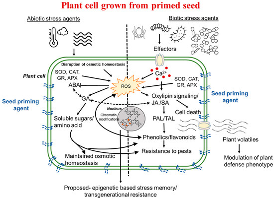 Seed Priming: Molecular and Physiological Mechanisms Underlying Biotic and Abiotic Stress Tolerance