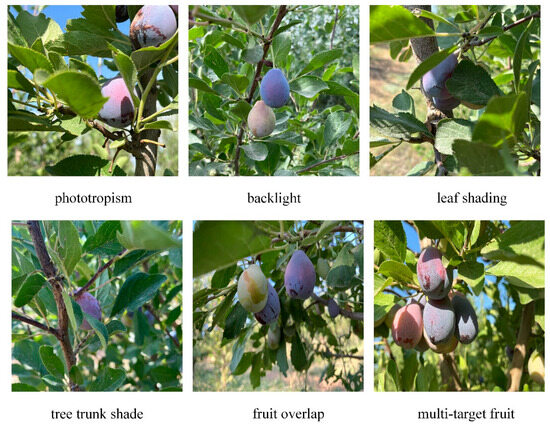 New Plum Detection in Complex Environments Based on Improved YOLOv8n