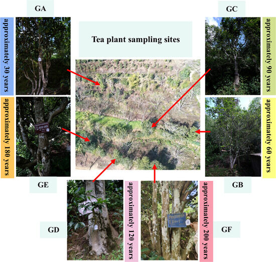 Renewal and Iteration Mechanisms of Aged Tea Trees: Insights from Tea ...