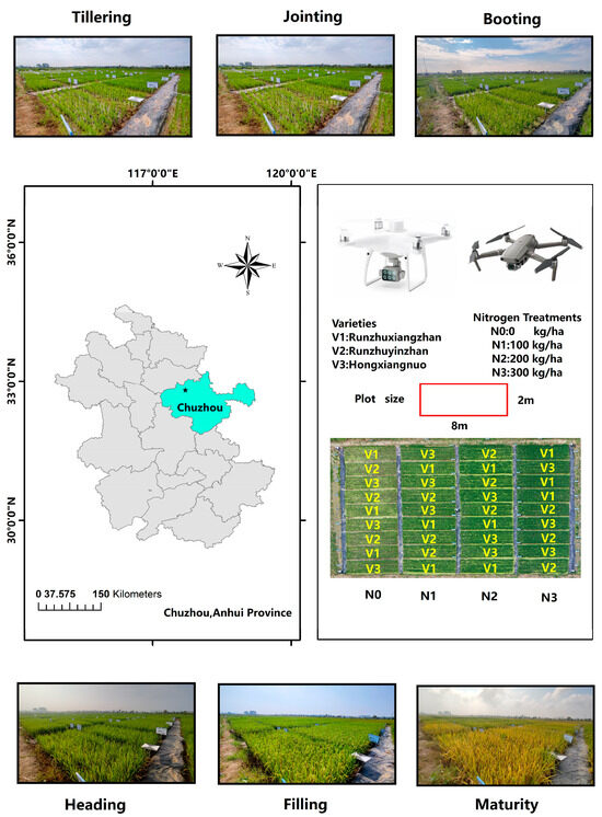 Rice Yield Estimation Based on Cumulative Time Series Vegetation Indices of UAV MS and RGB Images