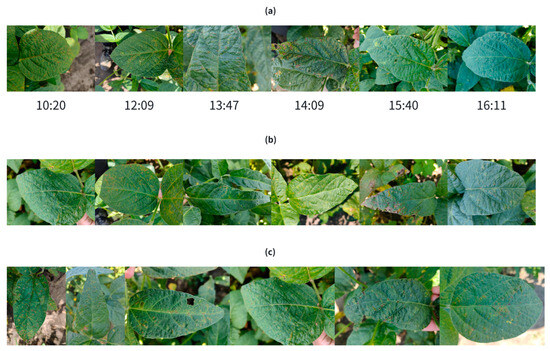 LeafDPN: An Improved DPN Model for the Identification of Bacterial ...