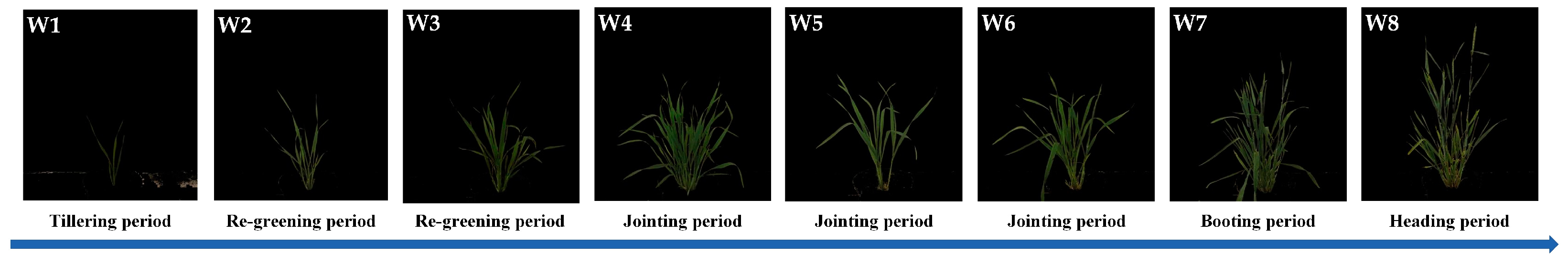 Determination of Wheat Growth Stages Using Image Sequences and Deep Learning