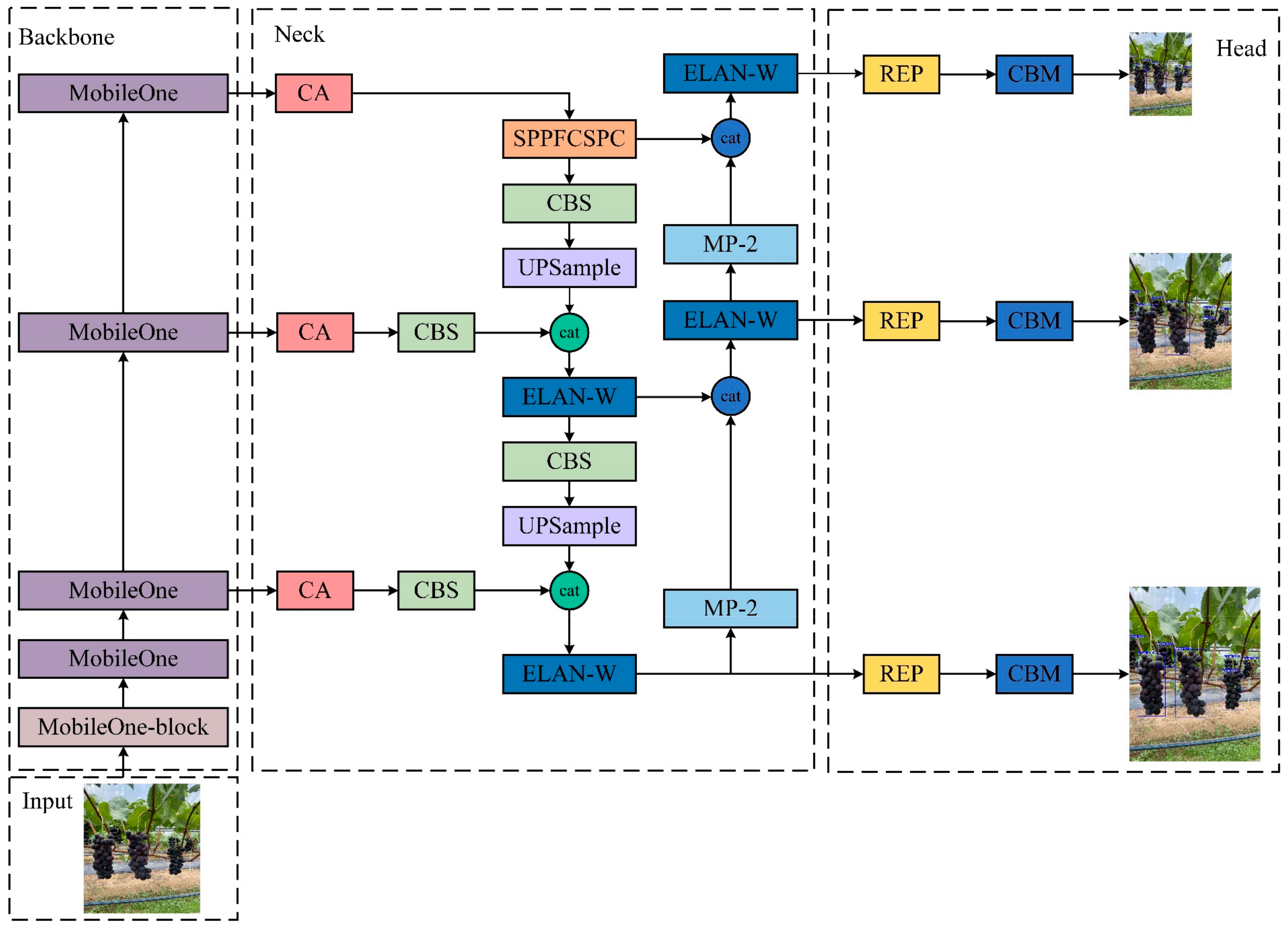 Grape Target Detection Method in Orchard Environment Based on Improved YOLOv7