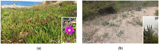 Abiotic Stress Tolerance and Invasive Potential of Ornamental Plants in ...