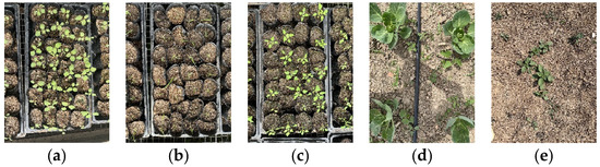 HAD-YOLO: An Accurate and Effective Weed Detection Model Based on ...