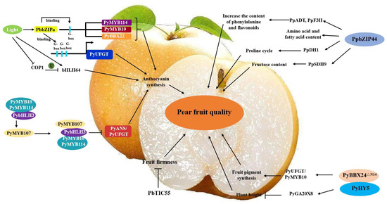 Regulation of Pear Fruit Quality: A Review Based on Chinese Pear Varieties