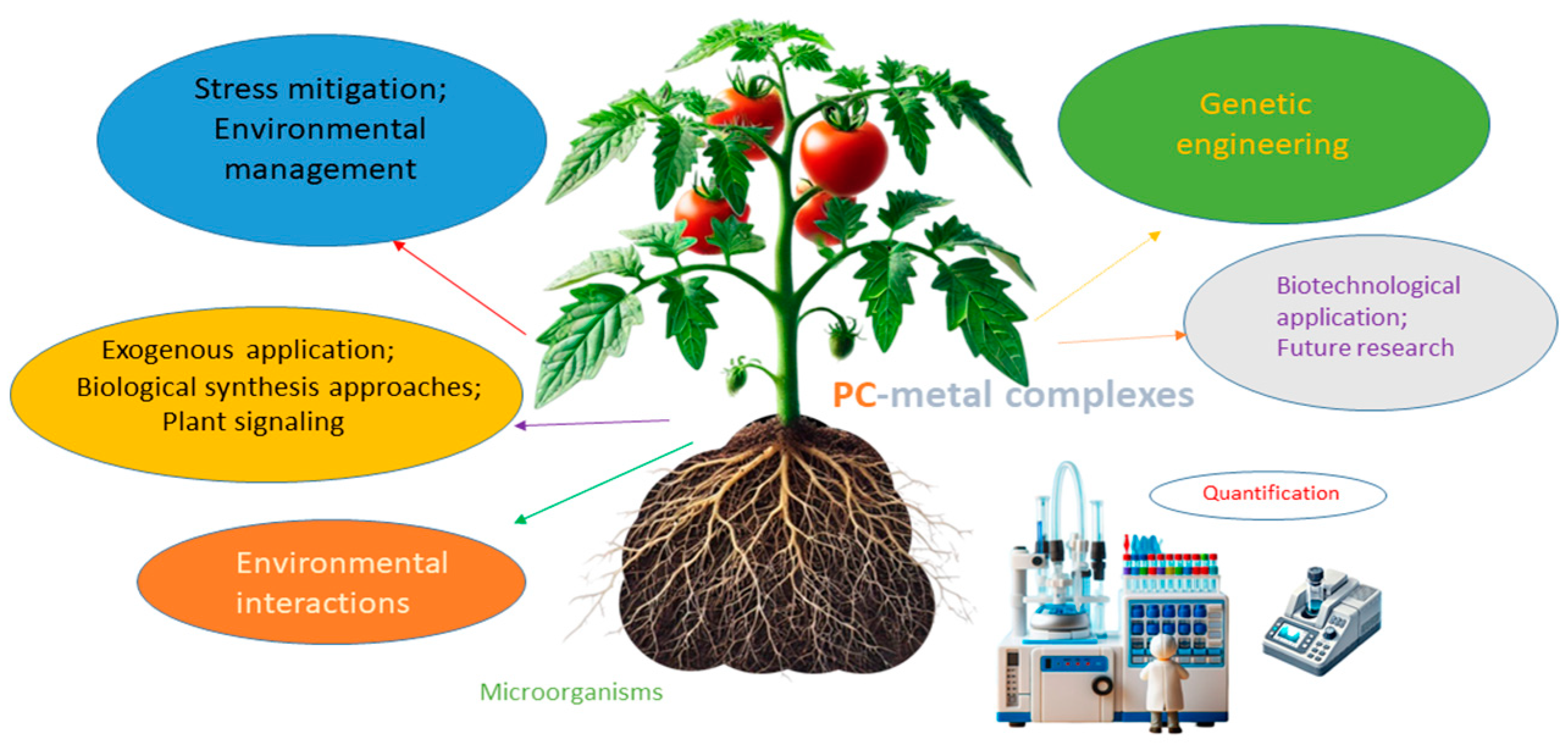 Phytochelatins: Advances in Tomato Research