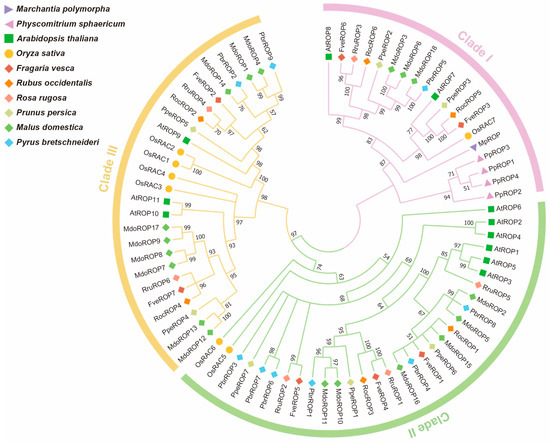 Identification and Characterization of the ROP GTPase Gene Family in ...