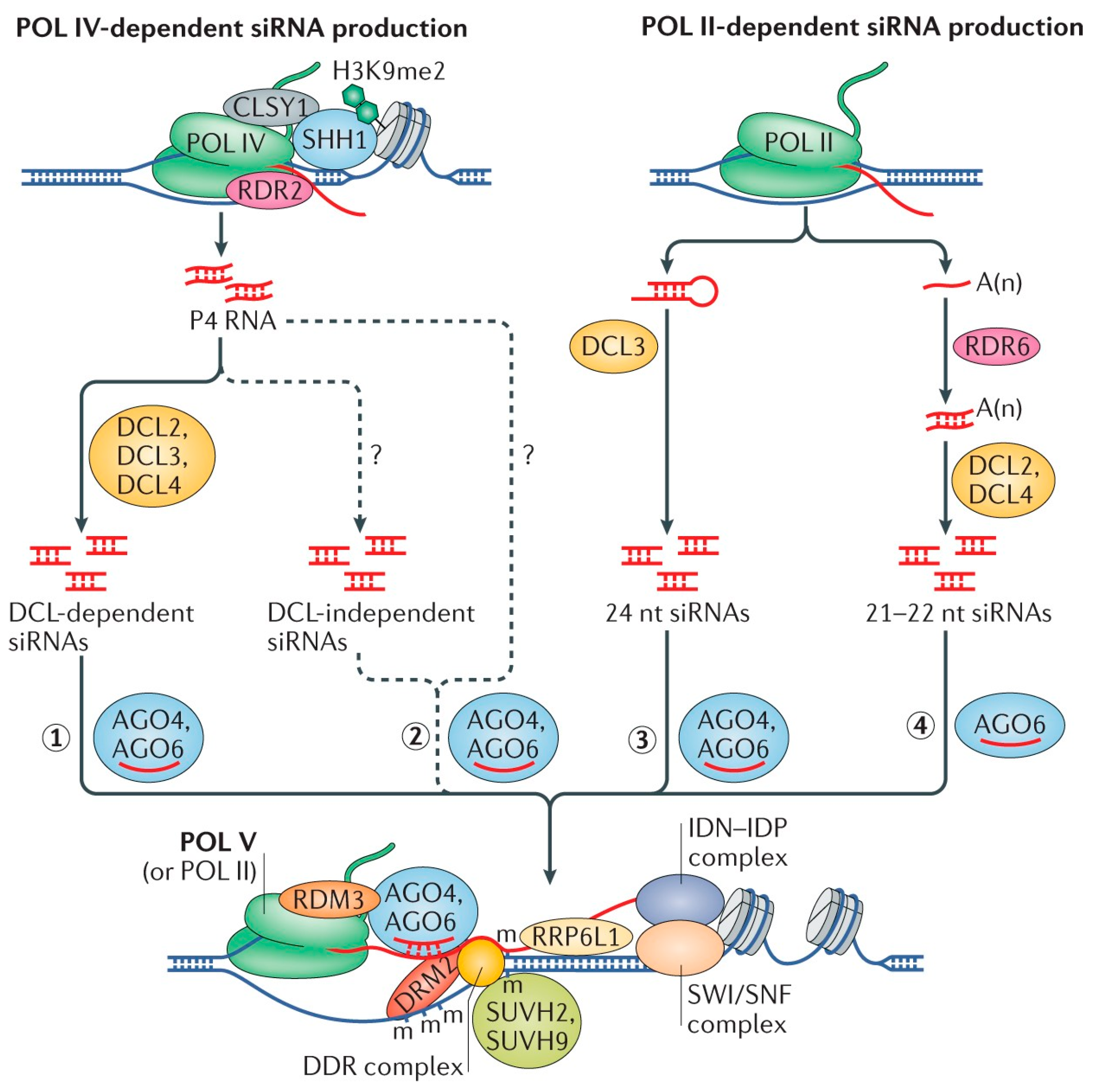 The Role of Plant DNA Methylation in Development, Stress Response, and Crop Breeding