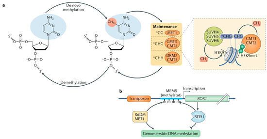 The Role of Plant DNA Methylation in Development, Stress Response, and ...