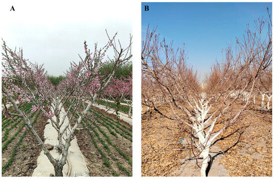 Physiological Response and Comprehensive Evaluation of Cold-Resistant ...