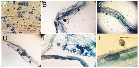 Impact of Arbuscular Mycorrhizal Symbiosis on Photosynthetic ...