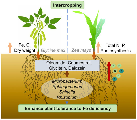 Microbiome-Mediated Mechanisms Regulating Adaptability to Iron ...