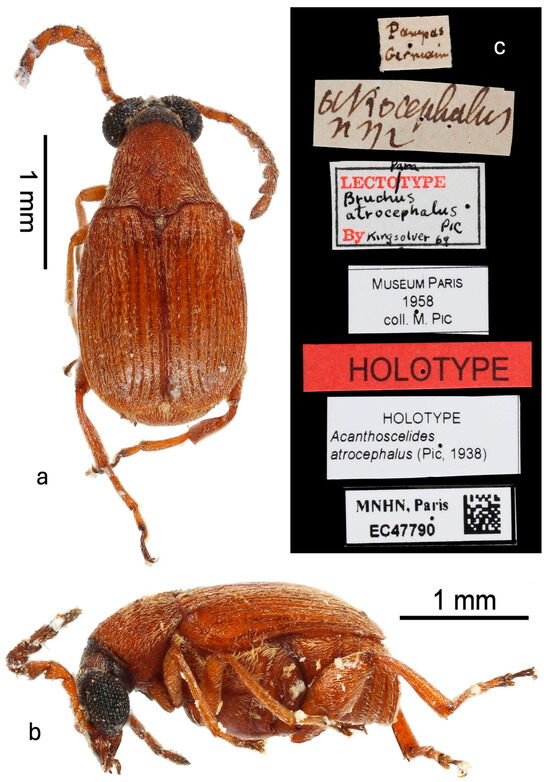 Acanthoscelides atrocephalus (Pic, 1938) and Its Potential for ...