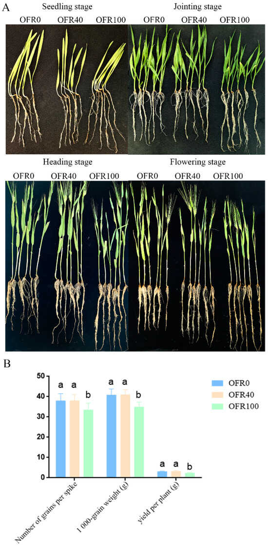 Transcriptome and Metabolome Analysis of Organic and Chemical ...