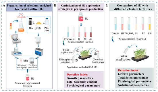 Microbial Selenium-Enriched Bacterial Fertilizer: Biofortification Technology to Boost Pea ...
