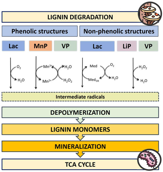 The Role of Ligninolytic Enzymes in Sustainable Agriculture: Applications and Challenges