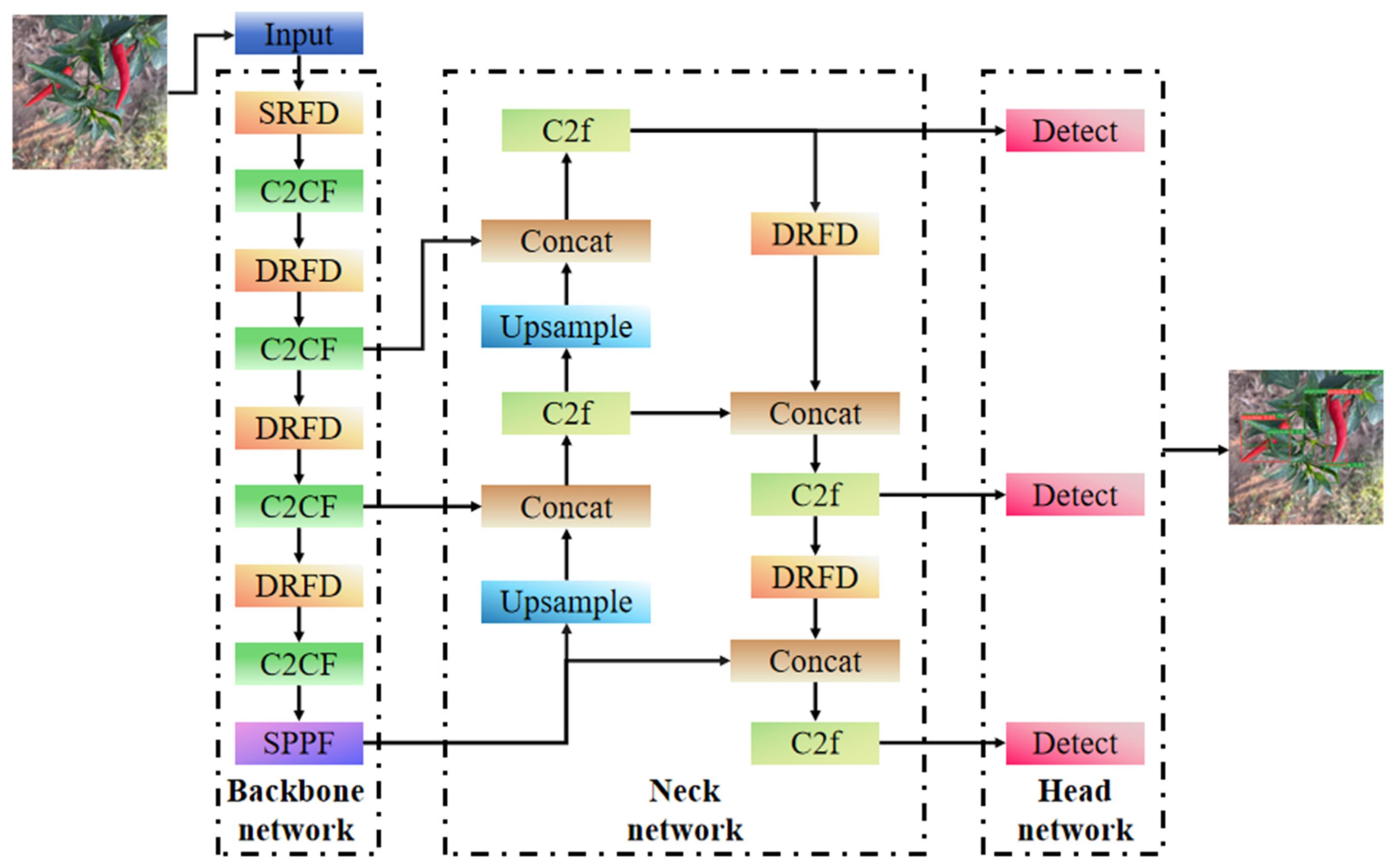 YOLOv8-CBSE: An Enhanced Computer Vision Model for Detecting the Maturity of Chili Pepper in the ...
