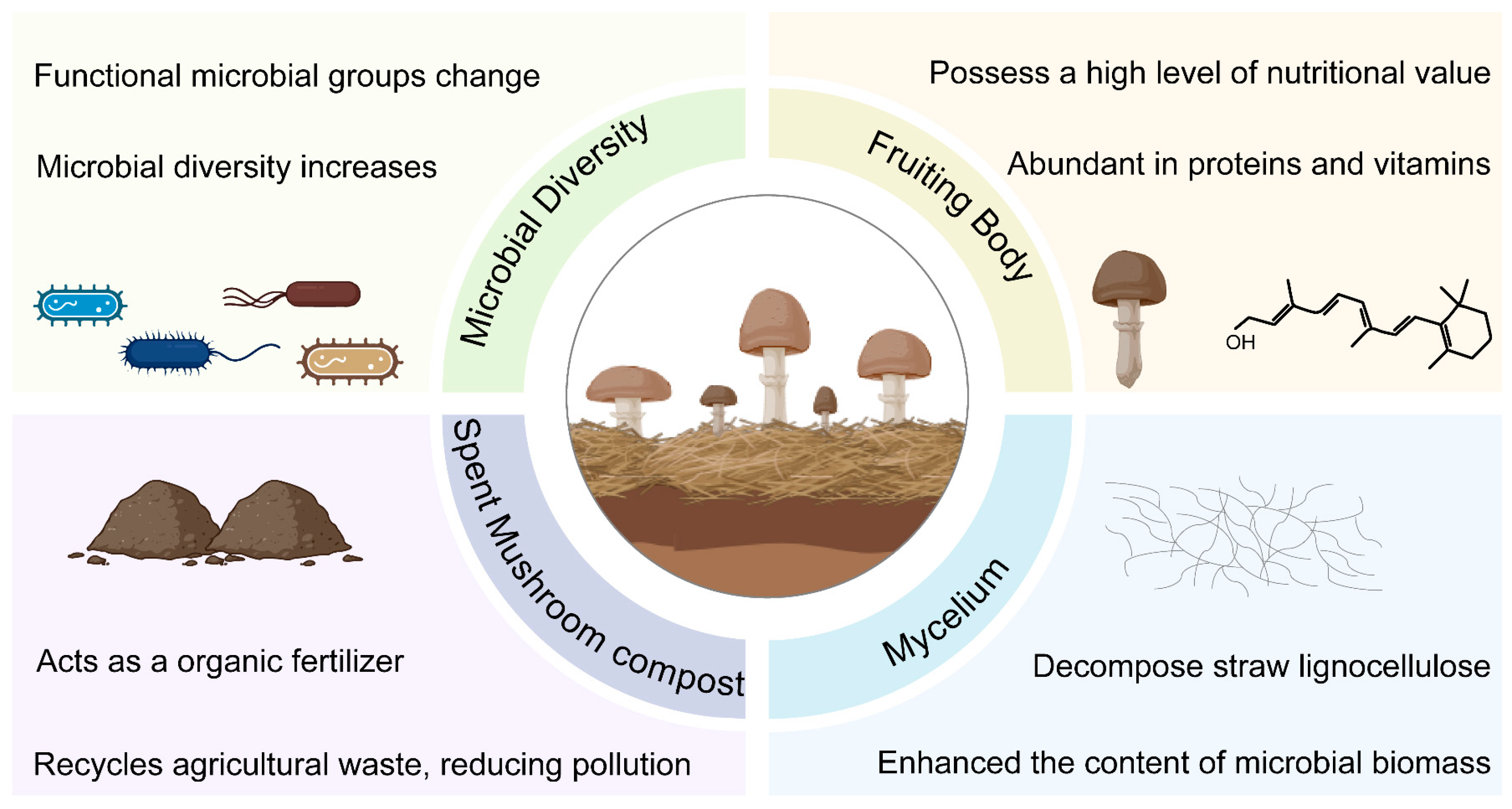 Crop–Mushroom Rotation: A Comprehensive Review of Its Multifaceted ...