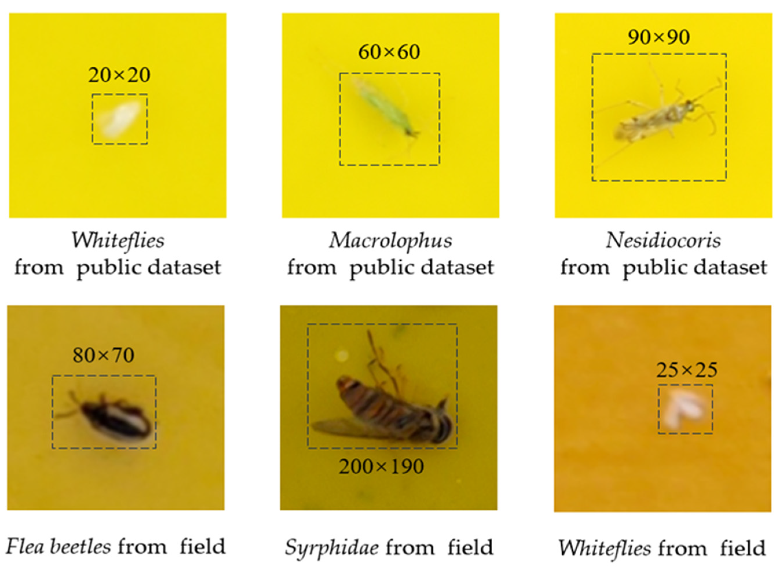 YOLO-YSTs: An Improved YOLOv10n-Based Method for Real-Time Field Pest ...