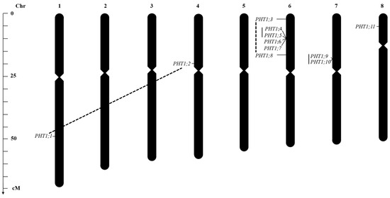 Systematic Identification of Phosphate Transporter Family 1 (PHT1 ...
