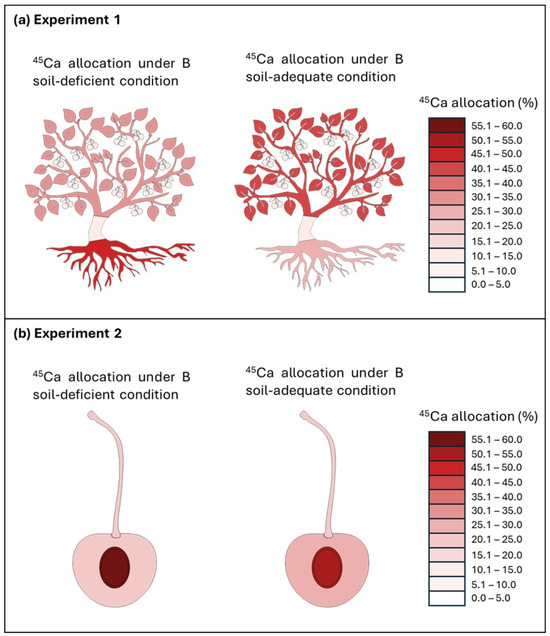 Calcium Allocation to the Tree Canopy and the Edible Part of Sweet ...