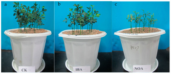 Effects and Mechanism of Auxin and Its Inhibitors on Root Growth and ...