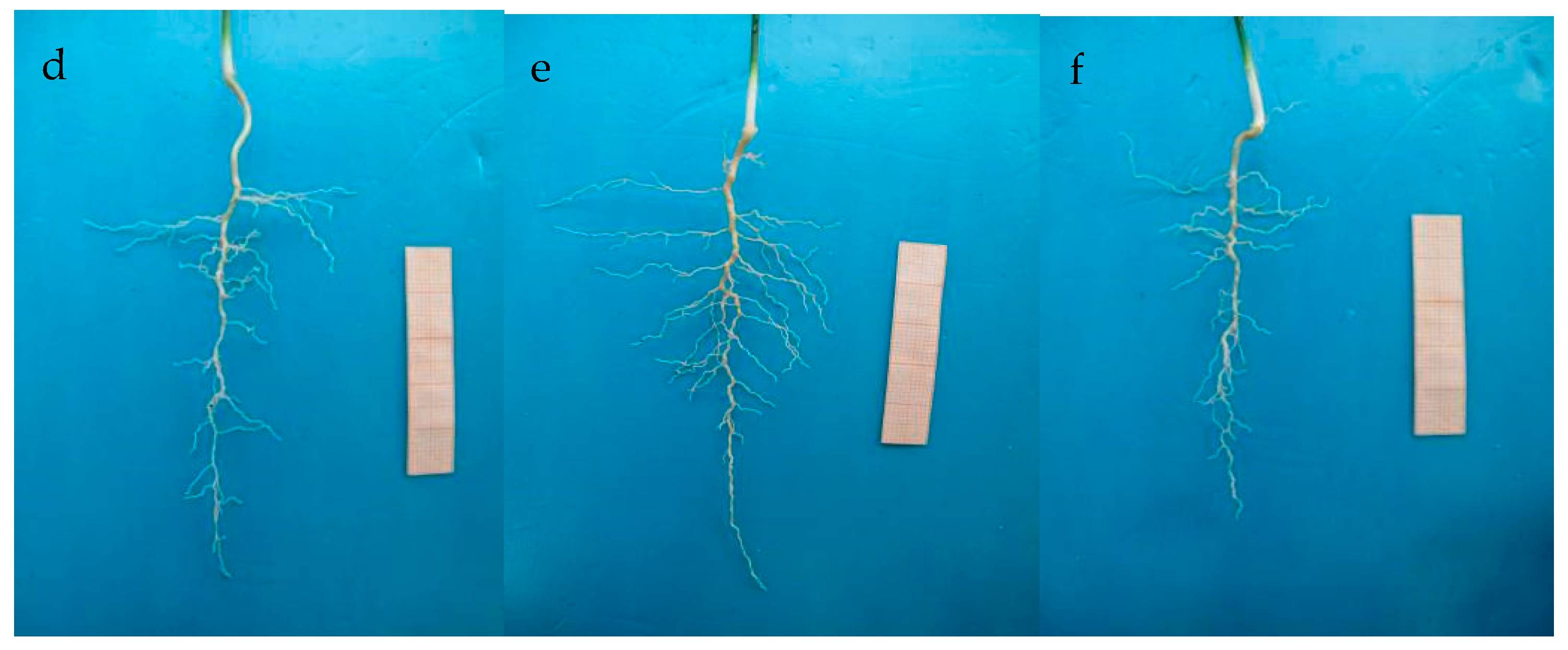 Effects and Mechanism of Auxin and Its Inhibitors on Root Growth and ...