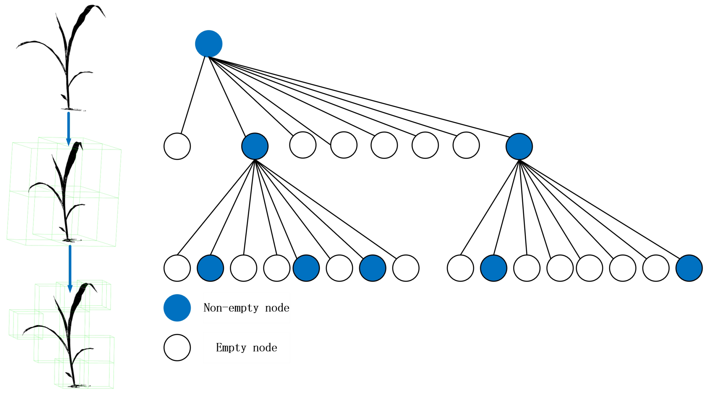 A Corn Point Cloud Stem-Leaf Segmentation Method Based on Octree Voxelization and Region Growing
