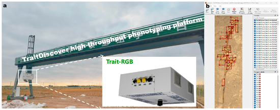 SmartPod: An Automated Framework for High-Precision Soybean Pod Counting in Field Phenotyping