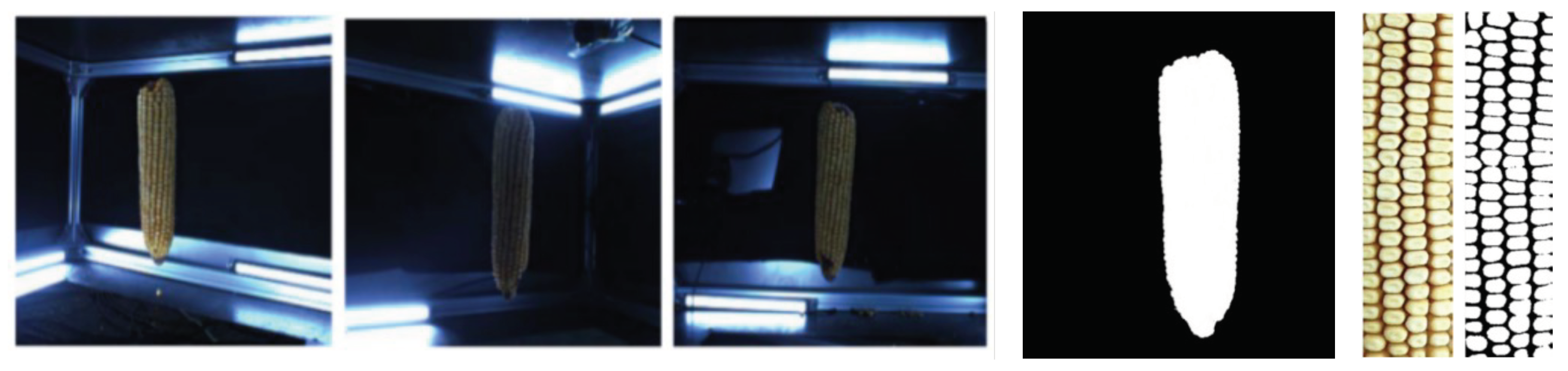 Neighborhood Attention-Based Detection for Maize Traits in Precision ...