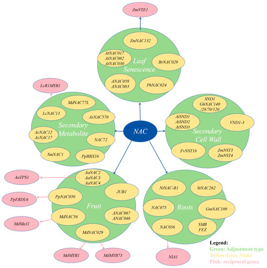 Transcription Factors Involved in Plant Stress and Growth and ...