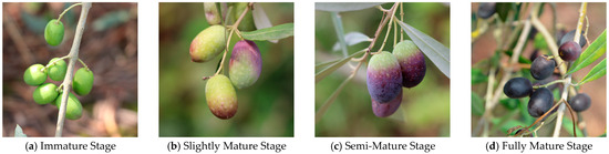 A Lightweight Algorithm for Detection and Grading of Olive Ripeness ...