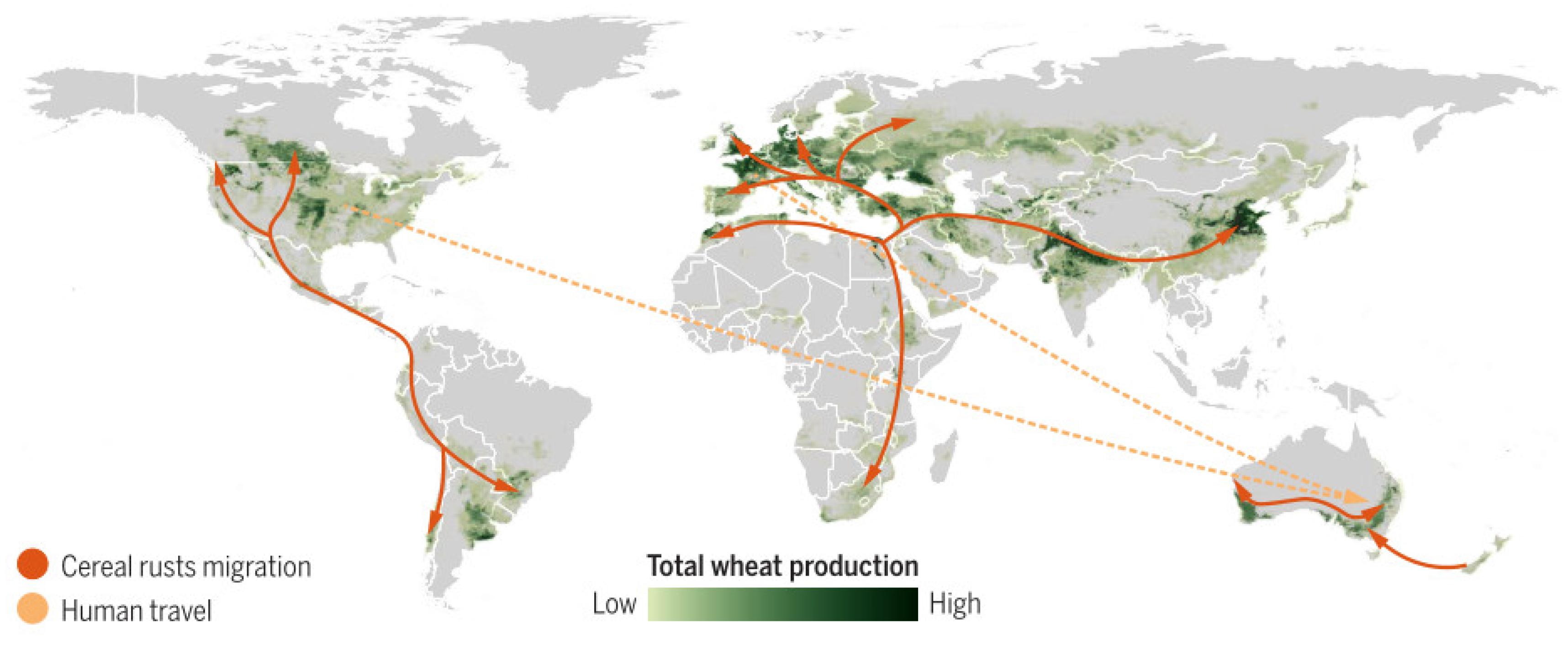 Stem Rust Resistance in 62 Cultivars and Elite Lines from Northern ...