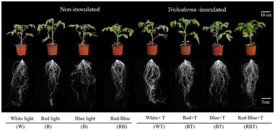 Synergistic Effects of Trichoderma harzianum and Light Quality on Photosynthetic Carbon ...