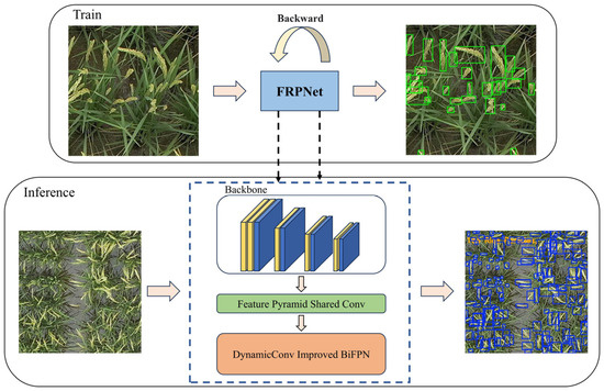 FRPNet: A Lightweight Multi-Altitude Field Rice Panicle Detection and Counting Network Based on ...