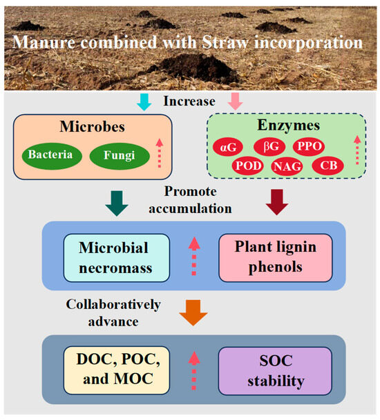 The Contribution of Microbial- and Plant-Derived Carbon to Soil Organic Carbon Fractions and ...