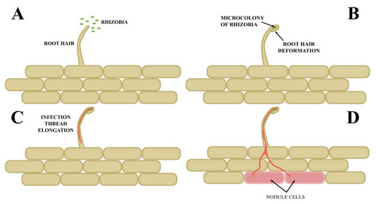 Molecular Mechanisms Underlying Root Nodule Formation and Activity