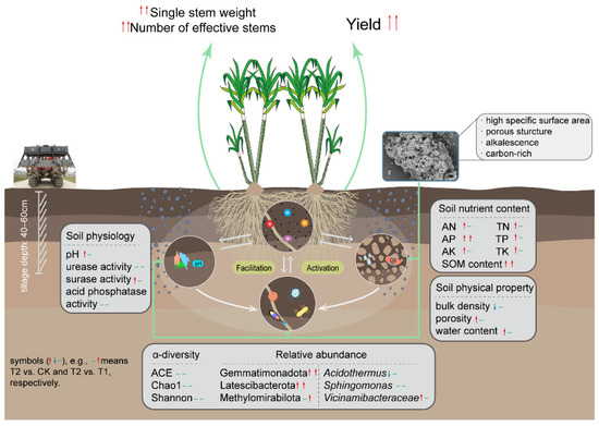 Effects of Biochar-Based Fertilizers on Fenlong-Ridging Soil Physical ...