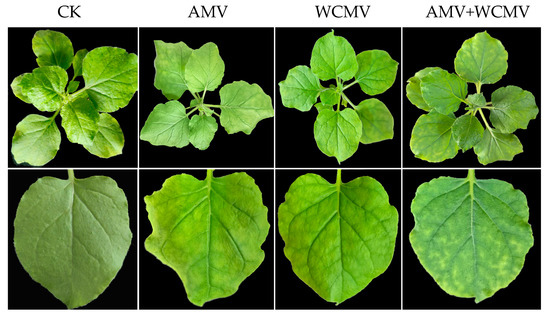 Molecular Mutation of the Coat Protein (CP) Gene in Alfalfa Mosaic ...