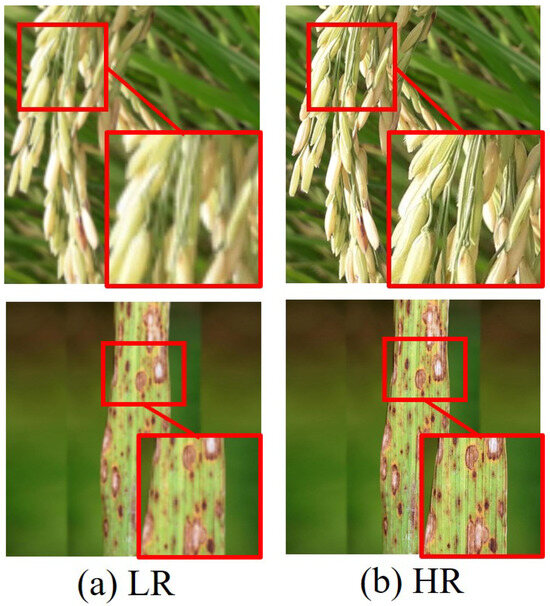 Frequency-Domain Collaborative Lightweight Super-Resolution for Fine Texture Enhancement in Rice ...