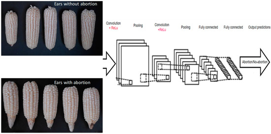 Maize Kernel Abortion Recognition and Classification Using Binary ...