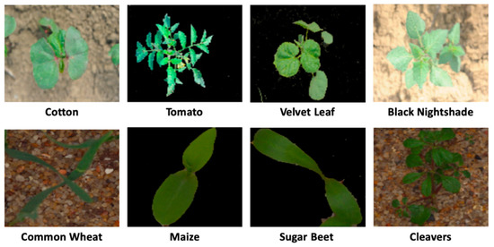 AI | Free Full-Text | Testing the Suitability of Automated Machine ...